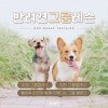 강아지그룹레슨 Soon반려견교육기관 센터 교육and산책 교육 그룹 클래스 Open 네이버 블로그